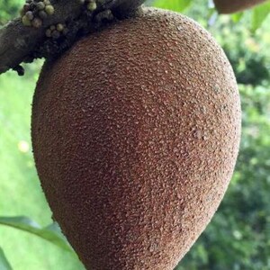 Fresh Mamey Sapote - Sweet, Creamy, Tropical Superfruit - Etsy