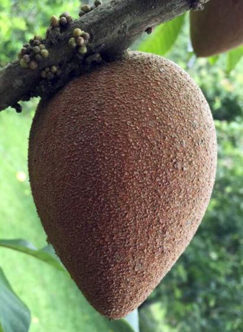 Fresh Mamey Sapote - Sweet, Creamy, Tropical Superfruit - Etsy
