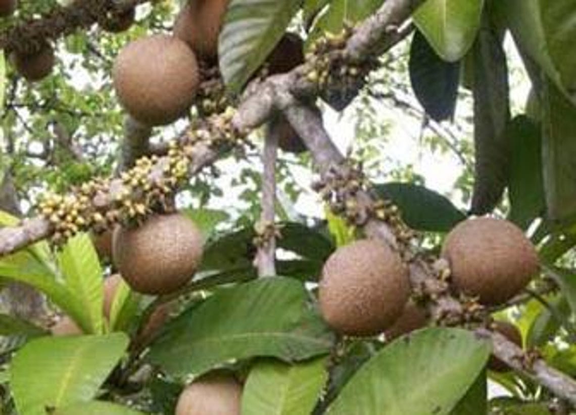 Fresh Mamey Sapote - Sweet, Creamy, Tropical Superfruit - Etsy