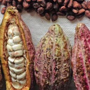 Fresh Cacao Pods - Pure Tropical Cocoa for Chocolate Lovers - Etsy