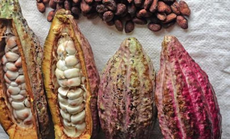 Fresh Cacao Pods - Pure Tropical Cocoa for Chocolate Lovers - Etsy