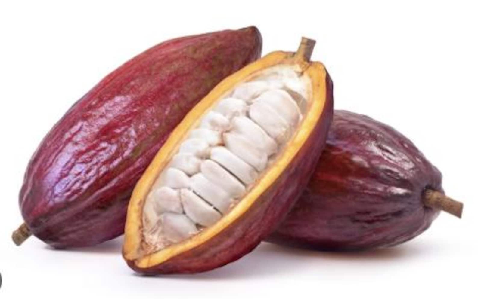 Fresh Cacao Pods - Pure Tropical Cocoa for Chocolate Lovers - Etsy