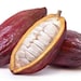 Fresh Cacao Pods - Pure Tropical Cocoa for Chocolate Lovers - Etsy