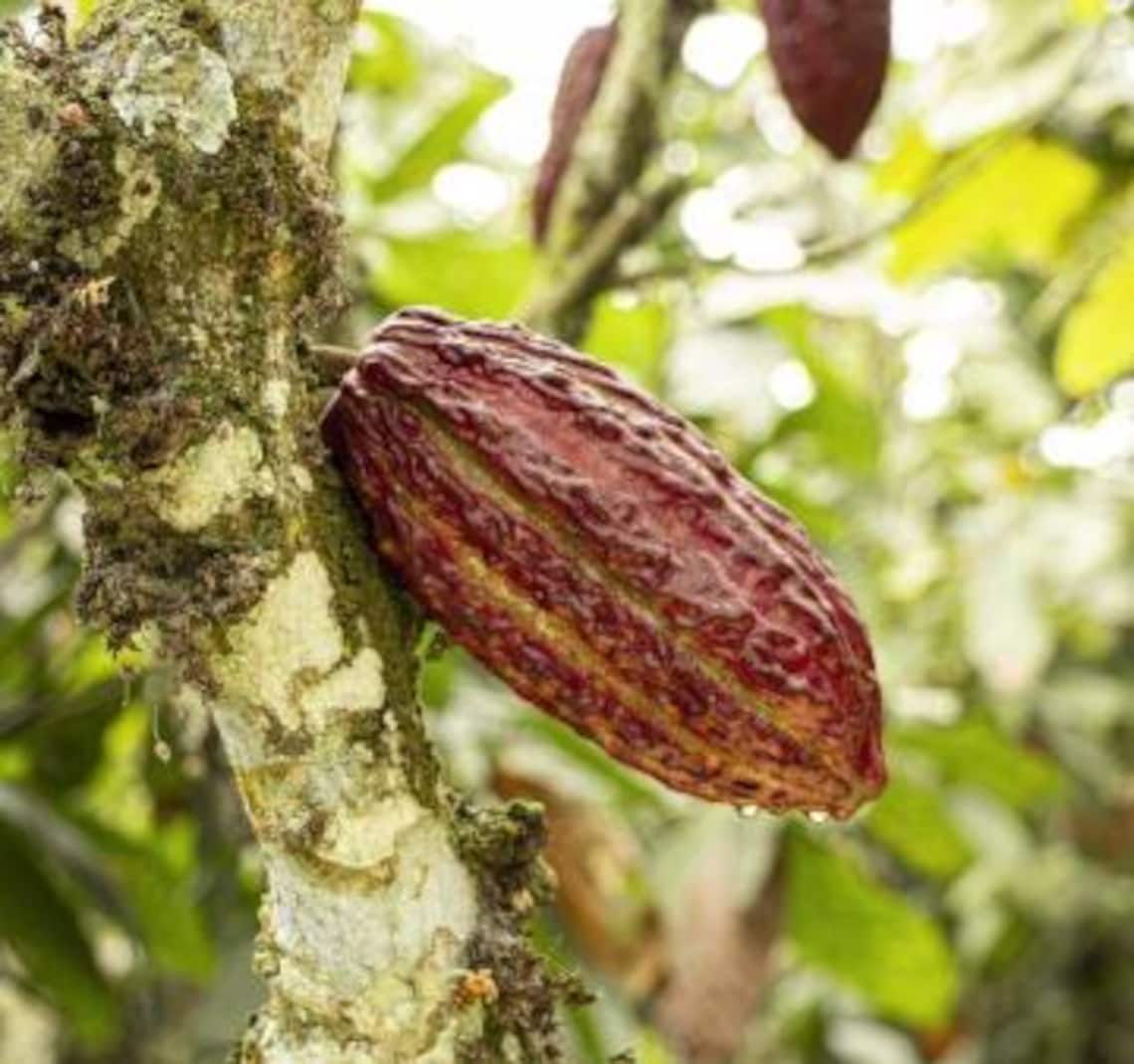Fresh Cacao Pods - Pure Tropical Cocoa for Chocolate Lovers - Etsy