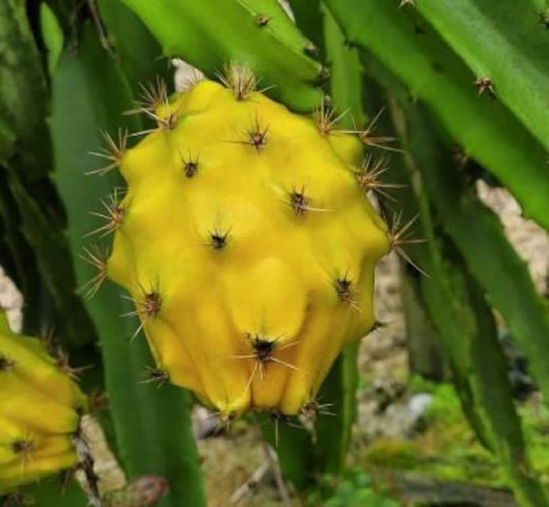 Fresh Yellow Dragon Fruit (pitaya)- Sweet & Juicy Tropical Treat - Etsy