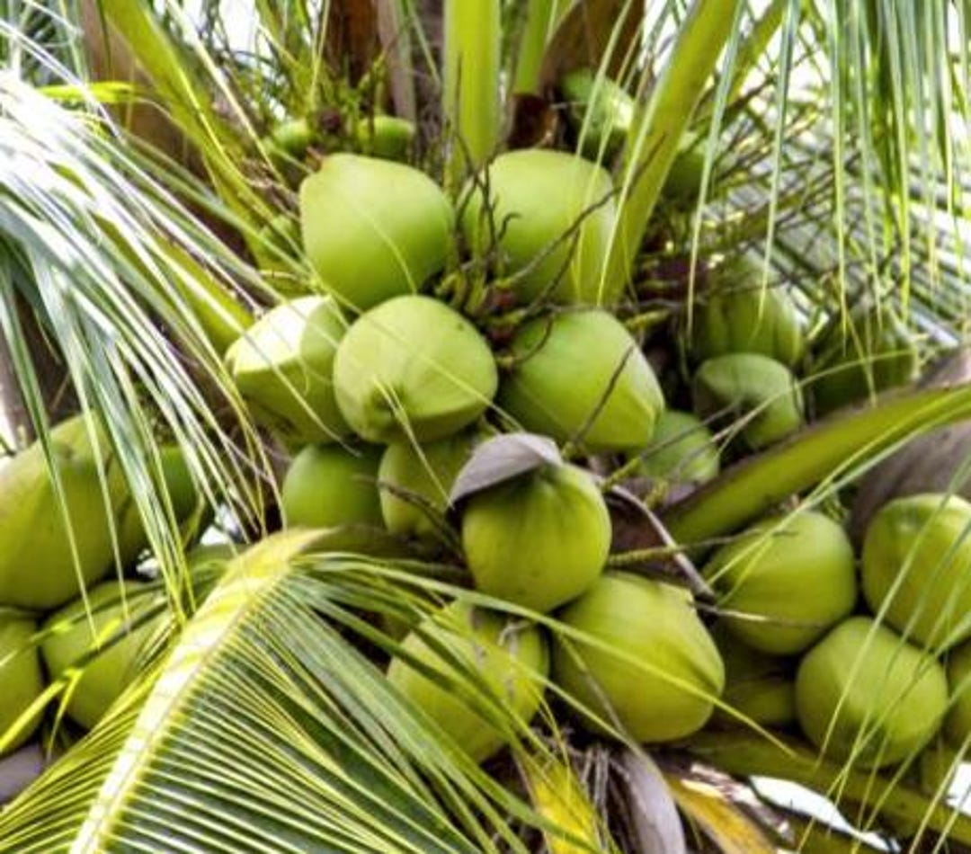 Fresh Coconut - Tropical Hydration & Sweet Delight - Etsy