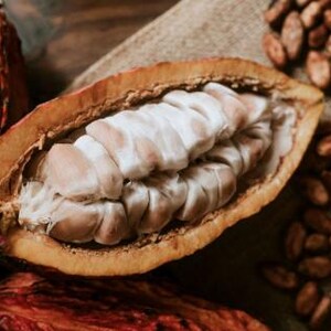 Fresh Cacao Pods - Pure Tropical Cocoa for Chocolate Lovers - Etsy