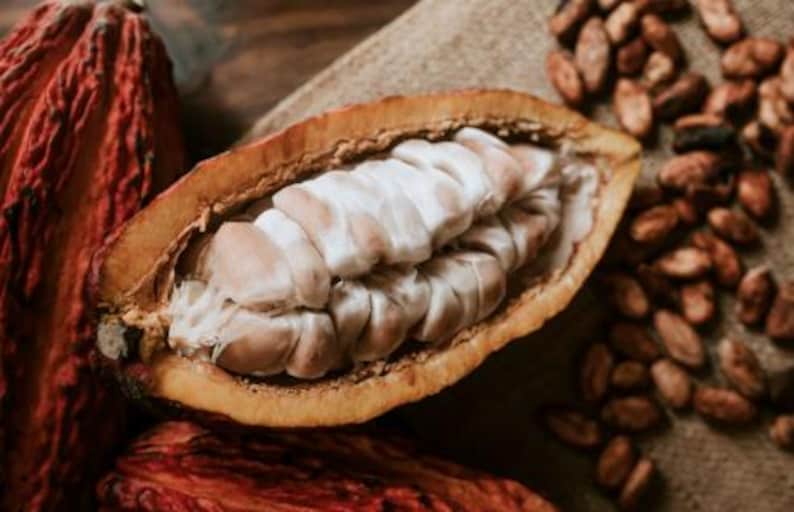 Fresh Cacao Pods - Pure Tropical Cocoa for Chocolate Lovers - Etsy
