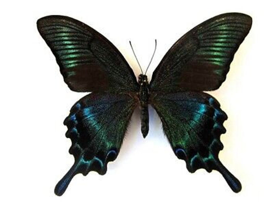 Real Male Papilio Maackii Alpine Black Swallowtail Black Blue China ...