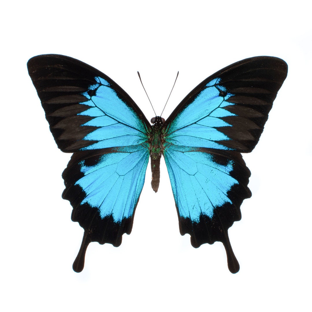 Real Papilio Ulysses Blue Mountain Swallowtail Specimen Indonesia - Etsy