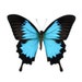 Real Papilio Ulysses Blue Mountain Swallowtail Ulysses Swallowtail ...
