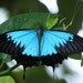 Real Papilio Ulysses Blue Mountain Swallowtail Ulysses Swallowtail ...
