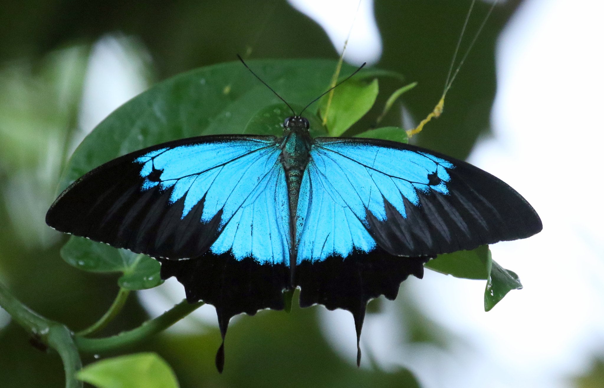 Real Papilio Ulysses Blue Mountain Swallowtail Specimen Indonesia - Etsy