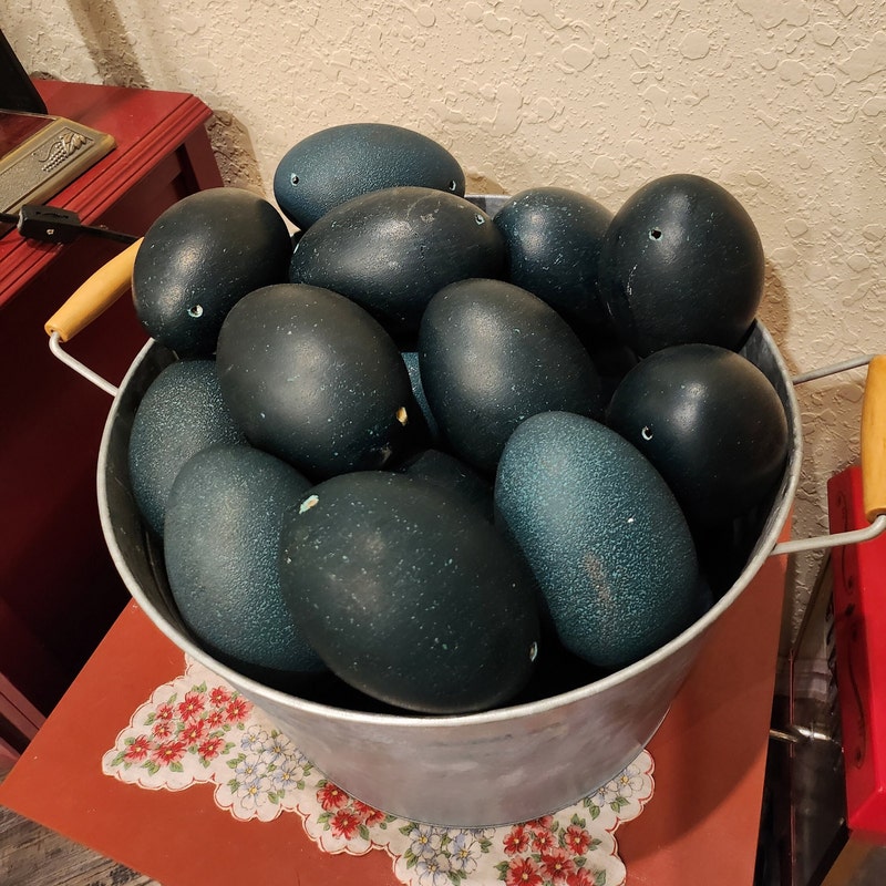 Emu Egg - Etsy