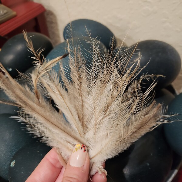 Emu Feathers - Etsy