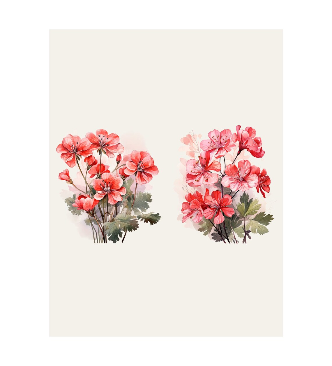 Watercolor Geranium Clipart | Flower Collection - 10 Digital PNG ...