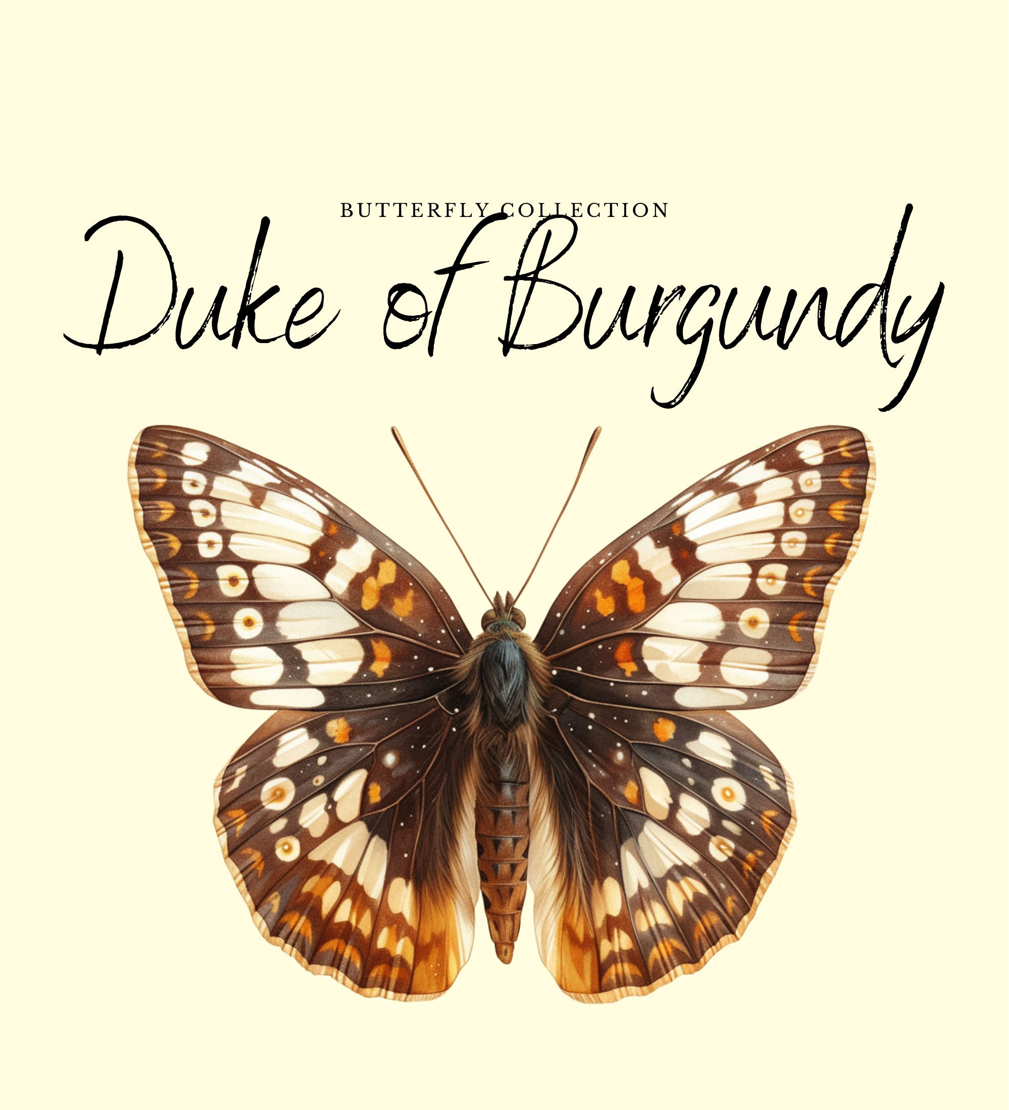 Watercolor Duke of Burgundy Clipart | Butterfly Collection - 10 Digital ...