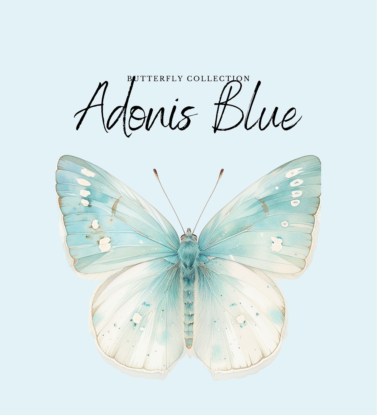 Watercolor Adonis Blue Clipart | Butterfly Collection - 10 Digital PNG ...