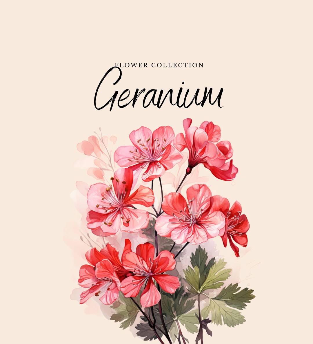 Watercolor Geranium Clipart | Flower Collection - 10 Digital PNG ...