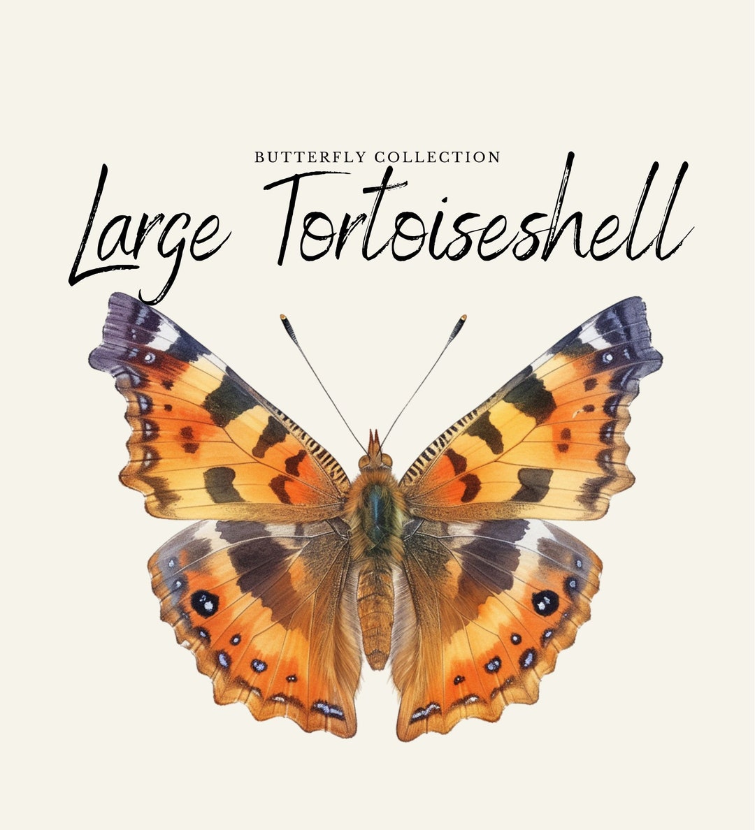 Watercolor Large Tortoiseshell Clipart | Butterfly Collection - 10 ...