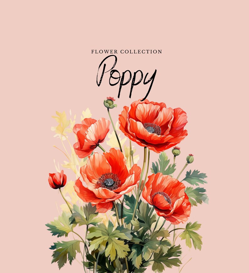 Watercolor Poppy Clipart | Flower Collection - 10 Digital PNG Flowers ...