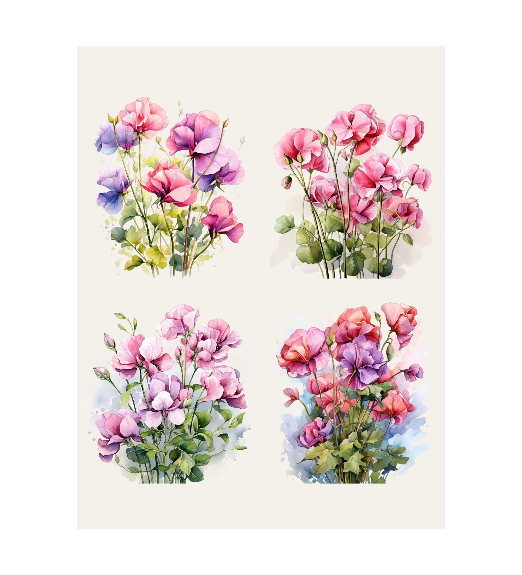 Watercolor Sweet Pea Clipart | Flower Collection - 10 Digital PNG ...