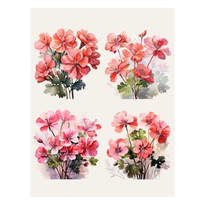 Watercolor Geranium Clipart | Flower Collection - 10 Digital PNG ...