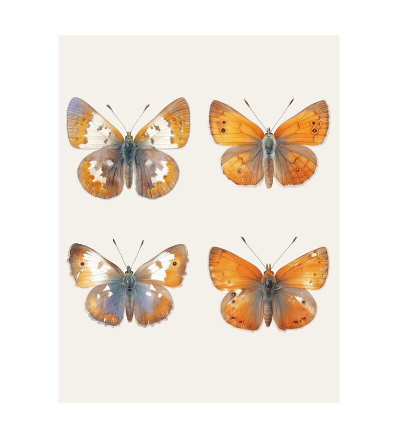 Watercolor Large Heath Clipart | Butterfly Collection - 10 Digital PNG ...