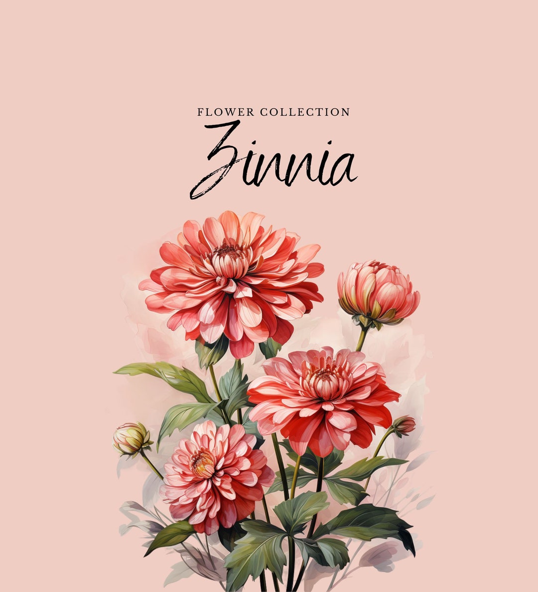Watercolor Zinnia Clipart | Flower Collection - 10 Digital PNG Flowers ...