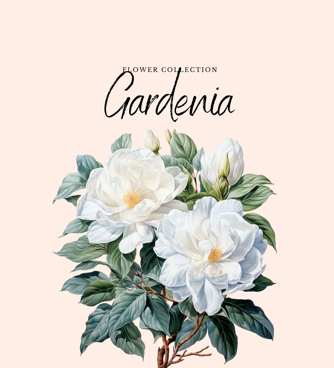 Watercolor Gardenia Clipart | Flower Collection - 10 Digital PNG ...