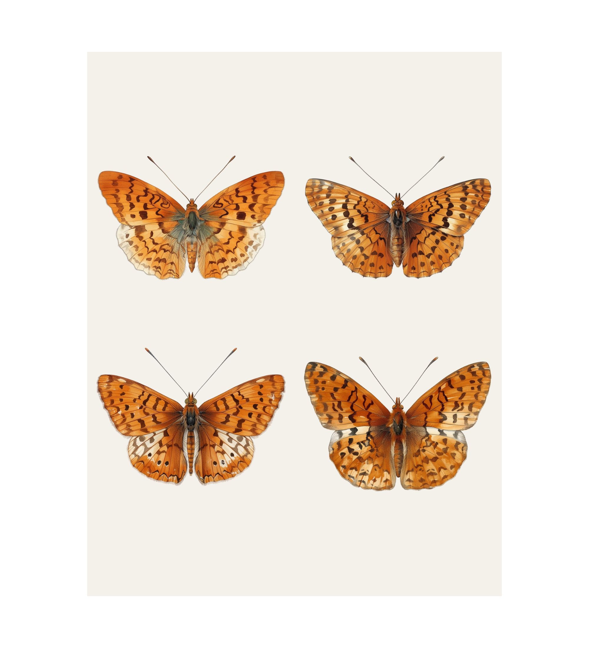 Watercolor Marsh Fritillary Clipart | Butterfly Collection - 10 Digital ...