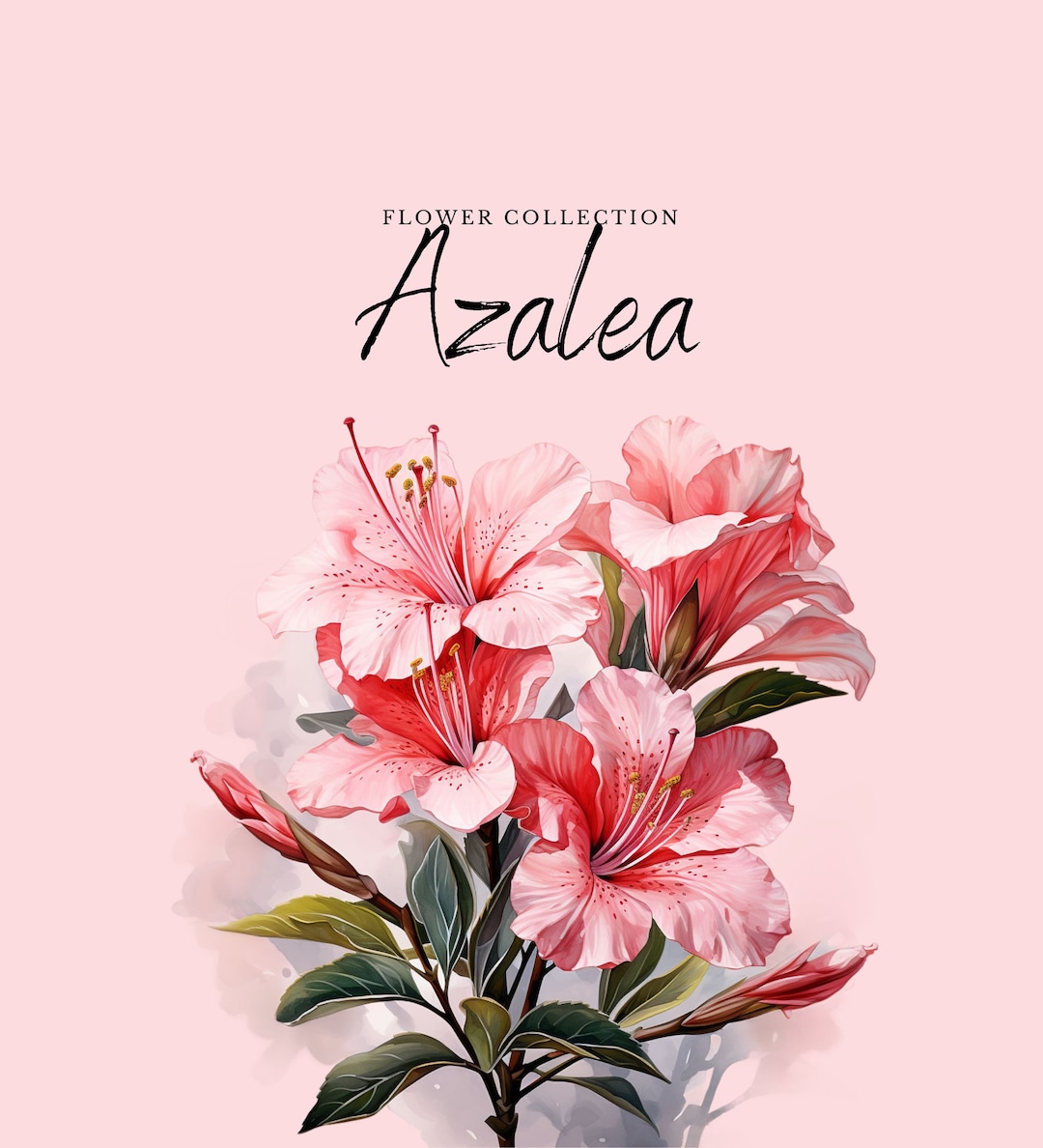 Watercolor Azalea Clipart | Flower Collection - 10 Digital PNG Flowers ...