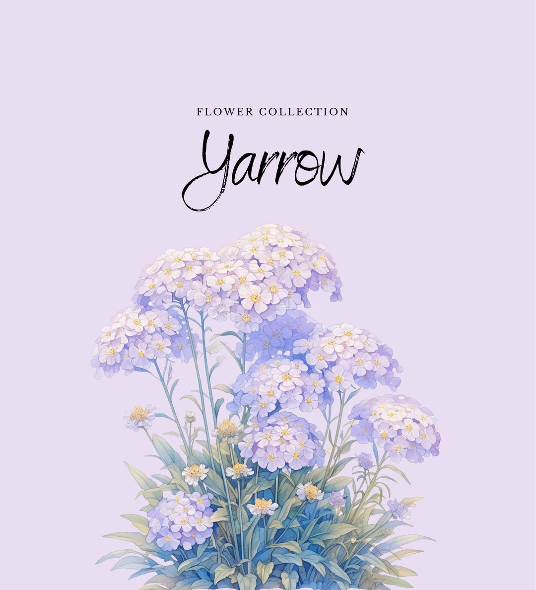 Watercolor Yarrow Clipart | Flower Collection - 10 Digital PNG Flowers ...