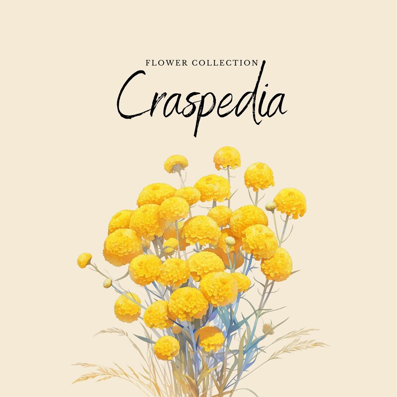 Craspedia - Etsy