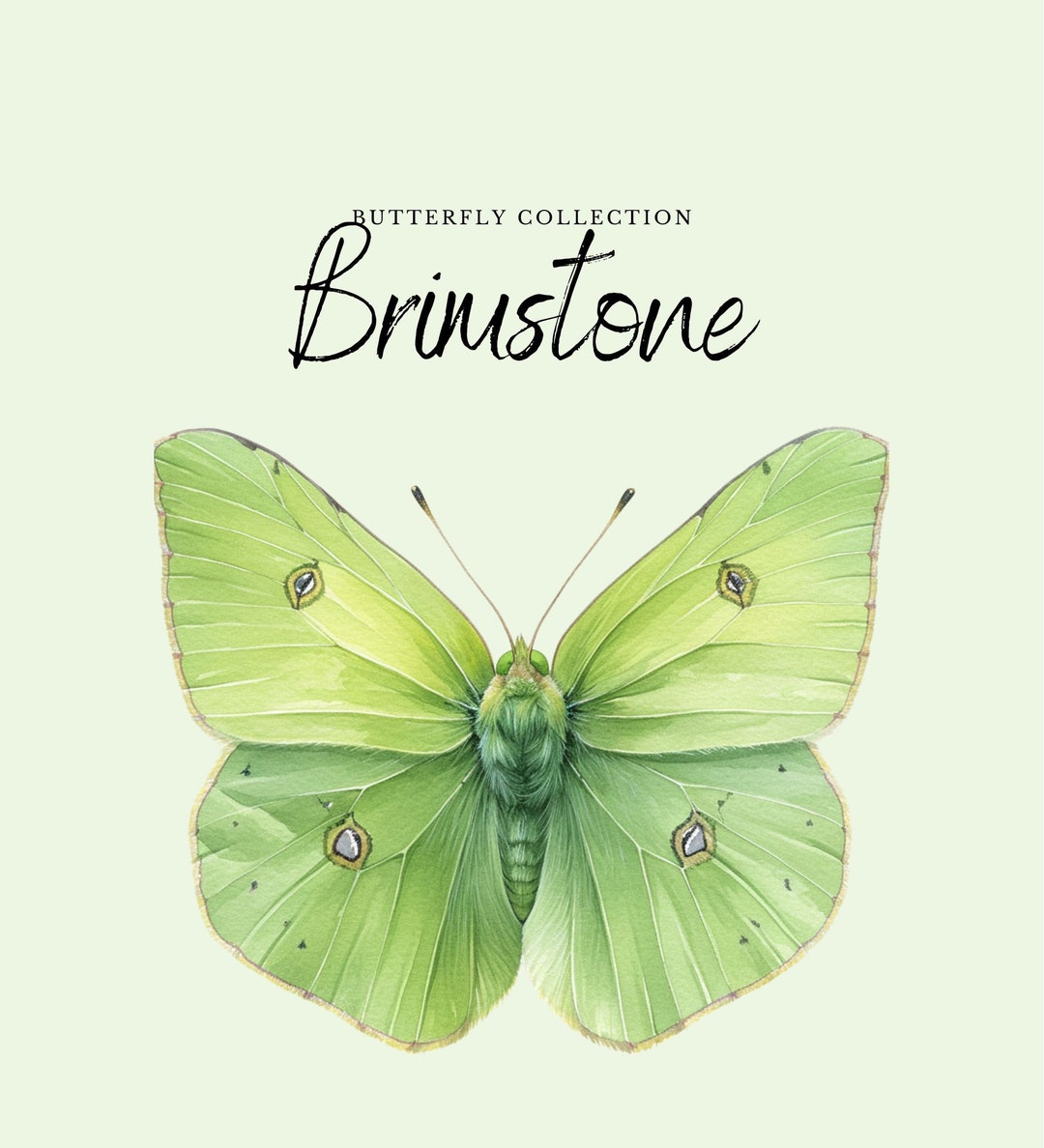 Watercolor Brimstone Clipart | Butterfly Collection - 10 Digital PNG ...