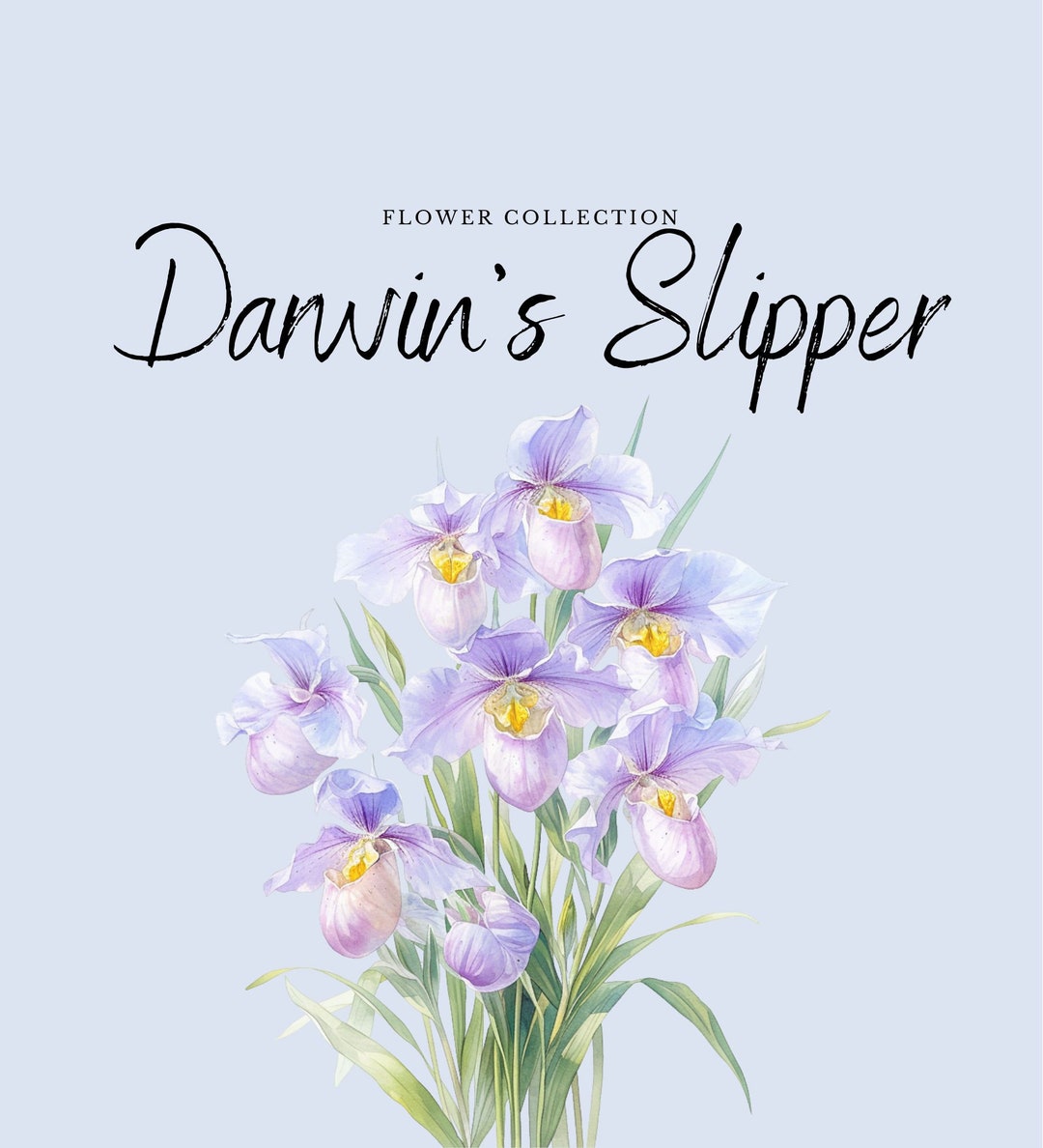 Watercolor Darwin’s Slipper Clipart | Flower Collection - 10 Digital ...