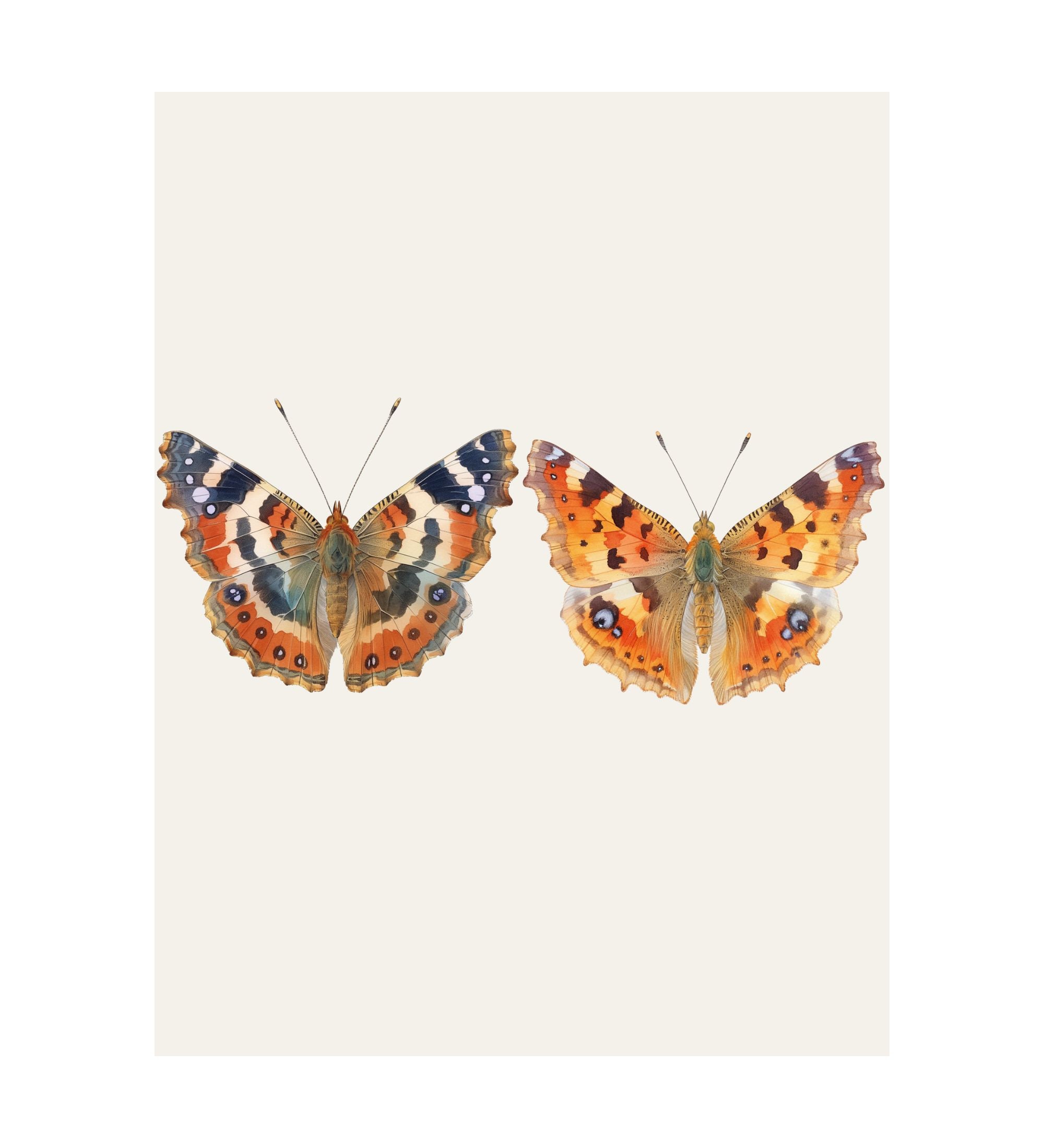Watercolor Large Tortoiseshell Clipart | Butterfly Collection - 10 ...