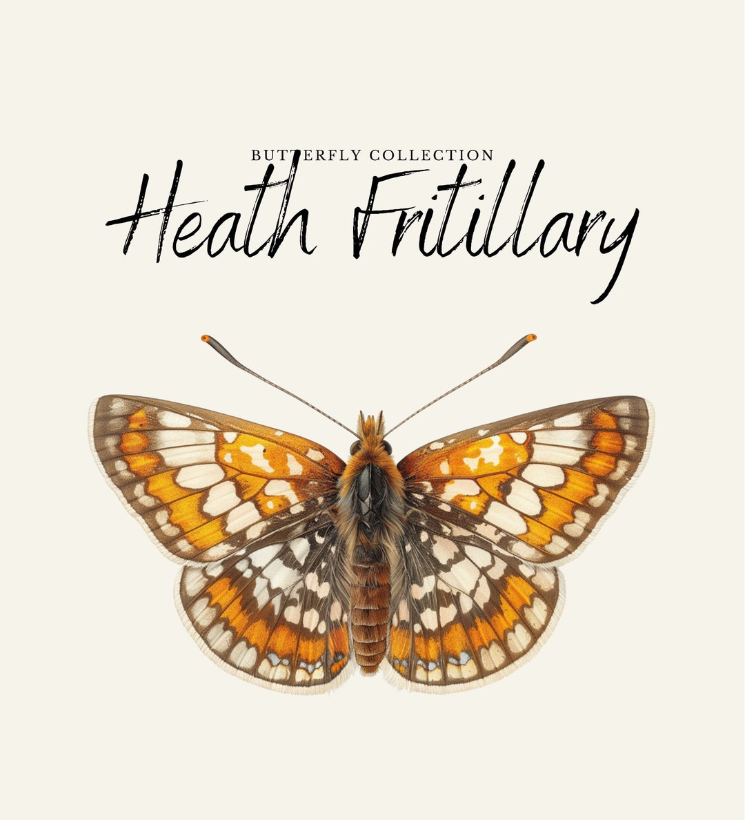Watercolor Heath Fritillary Clipart | Butterfly Collection - 10 Digital ...