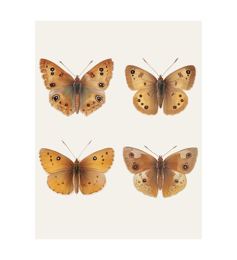 Watercolor Ringlet Clipart | Butterfly Collection - 10 Digital PNG ...