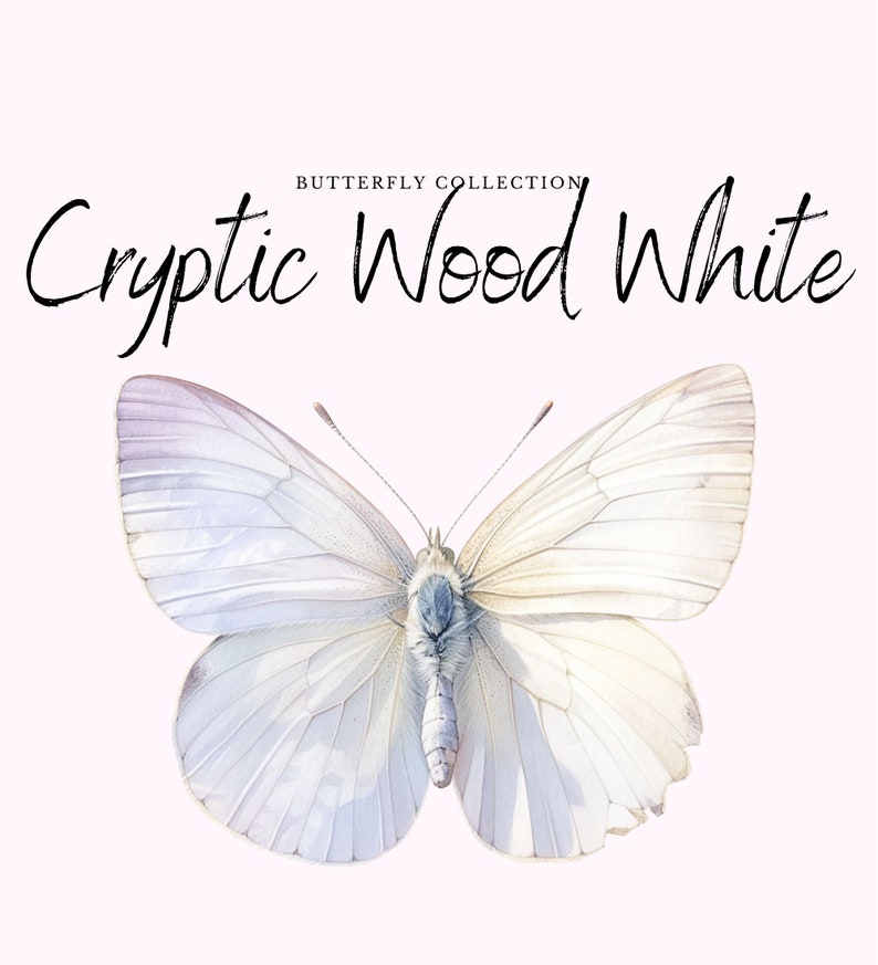 Watercolor Cryptic Wood White Clipart | Butterfly Collection - 10 Digital PNG Butterflies ...