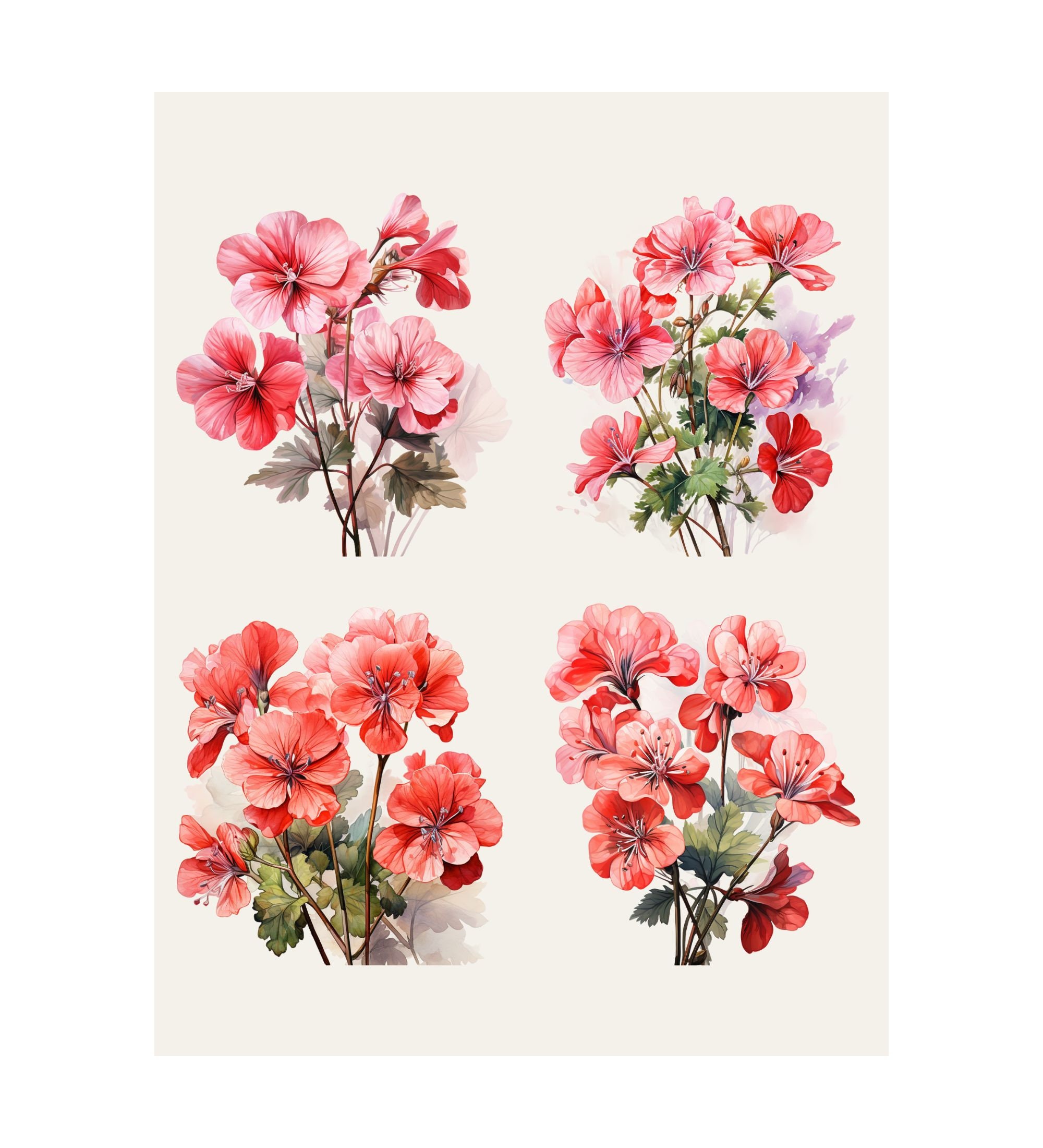 Watercolor Geranium Clipart | Flower Collection - 10 Digital PNG ...
