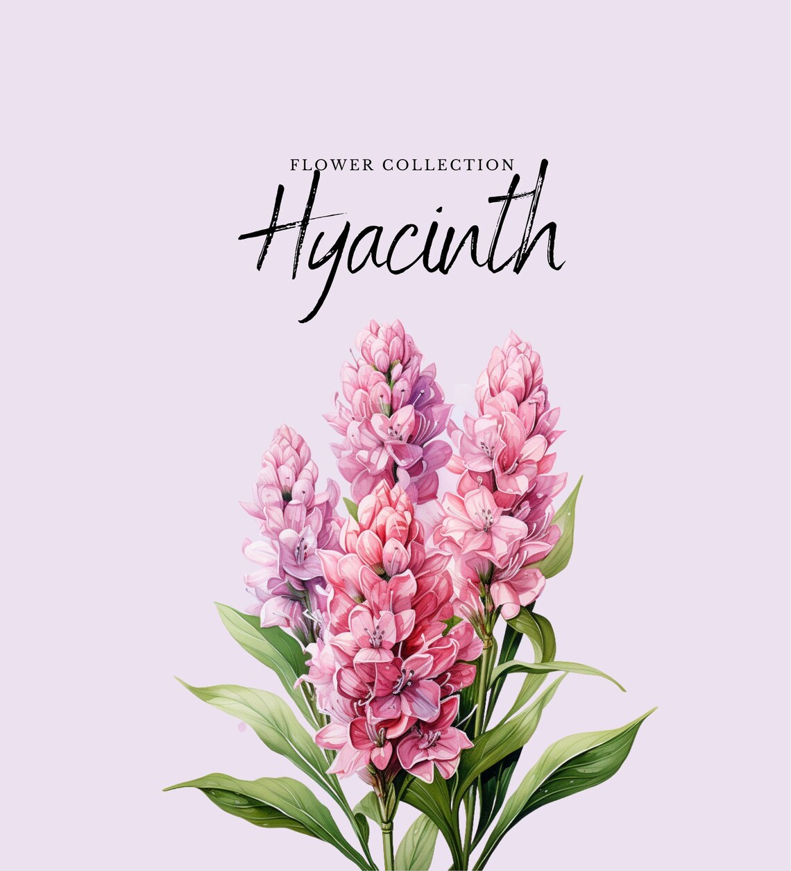 Watercolor Hyacinth Clipart | Flower Collection - 10 Digital PNG ...