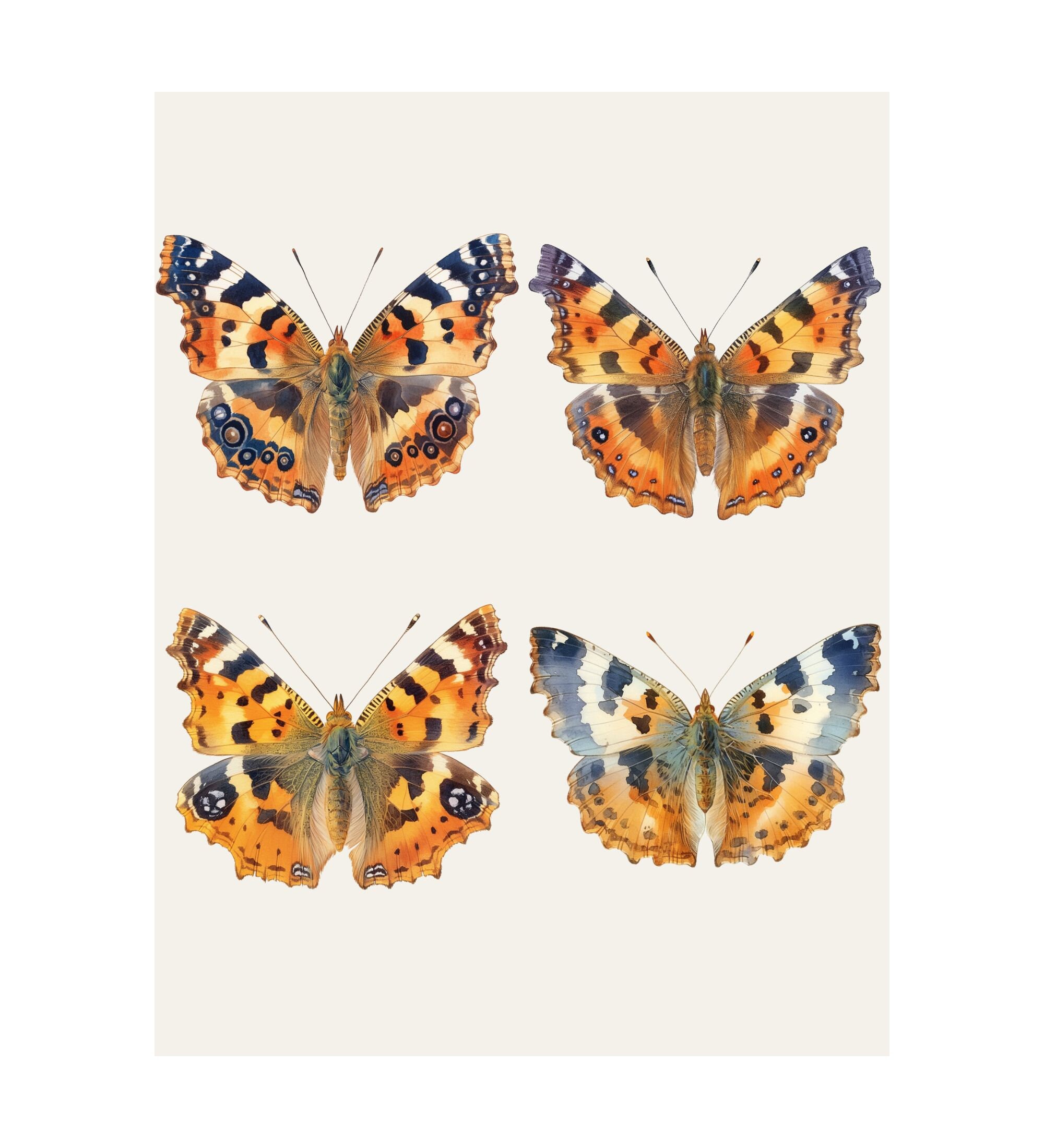 Watercolor Large Tortoiseshell Clipart | Butterfly Collection - 10 ...