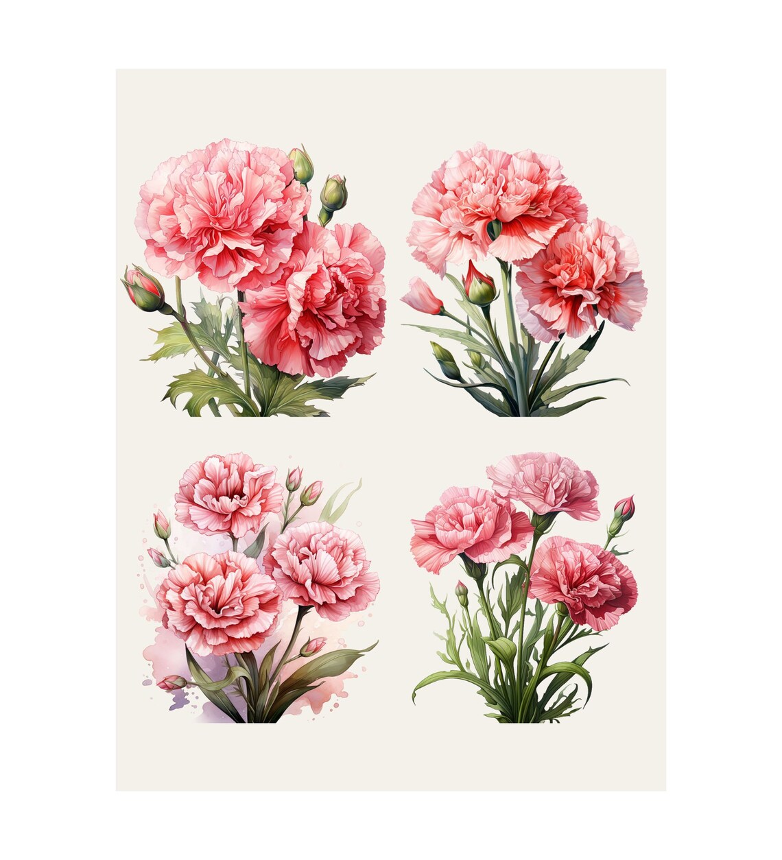 Watercolor Carnation Clipart | Flower Collection - 10 Digital PNG ...