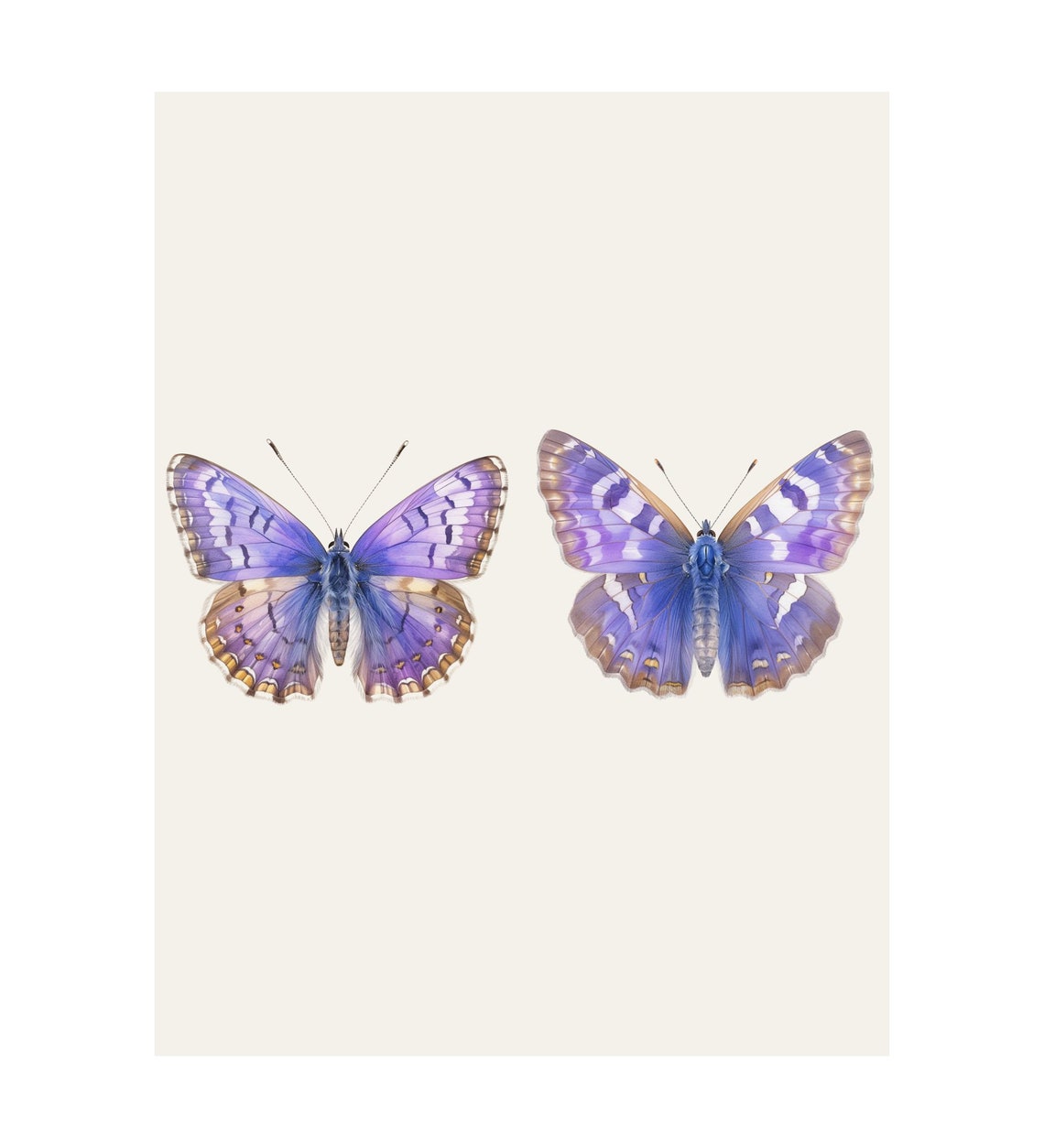 Watercolor Purple Emperor Clipart | Butterfly Collection - 10 Digital ...