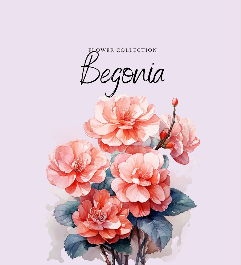 Watercolor Begonia Clipart | Flower Collection - 10 Digital PNG Flowers ...