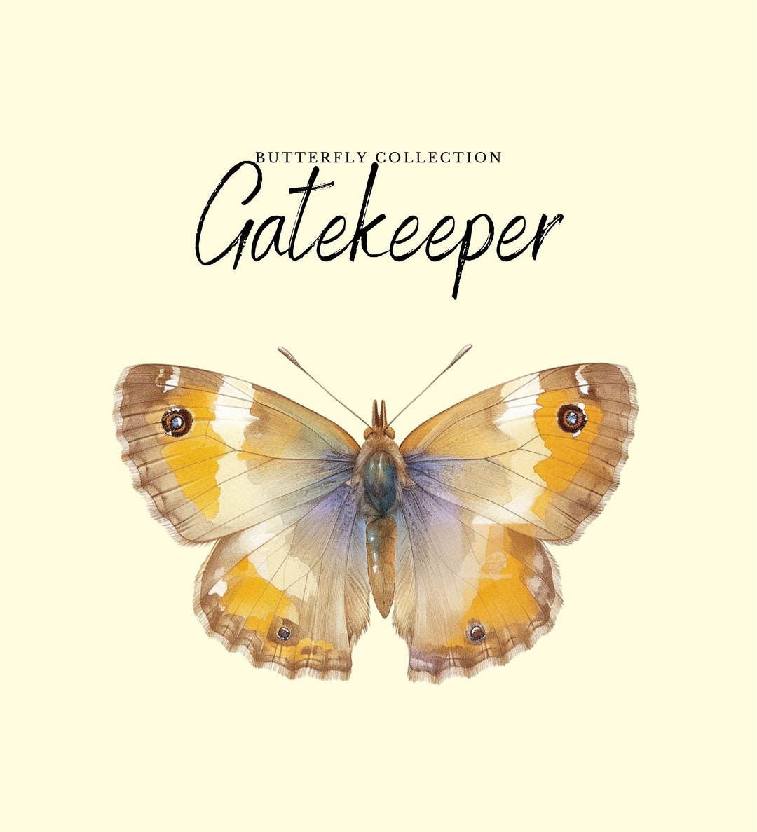 Watercolor Gatekeeper Clipart | Butterfly Collection - 10 Digital PNG ...