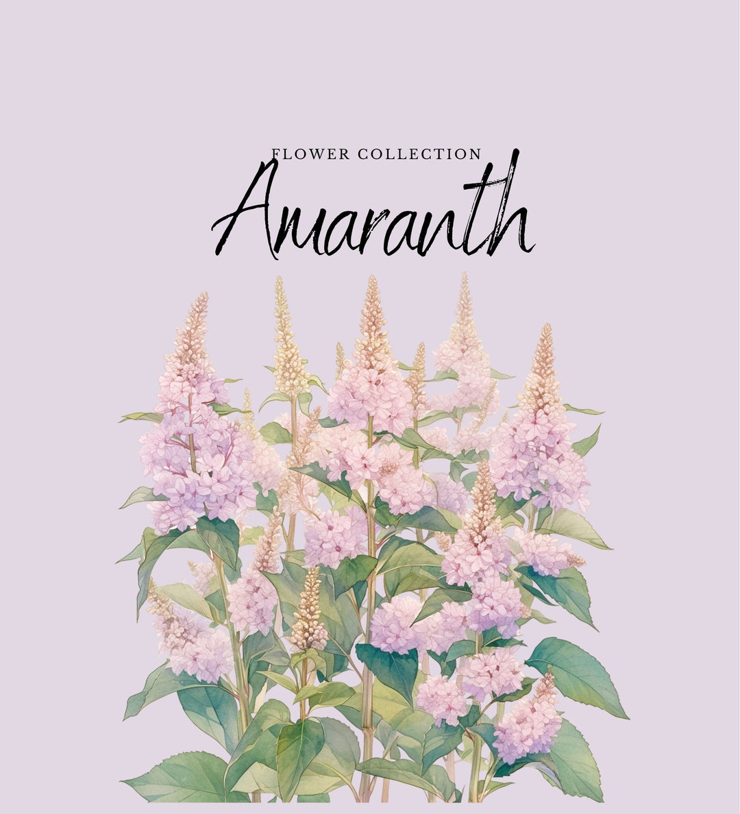 Watercolor Amaranth Flower Clipart | 10 PNG Designs (digital Download ...