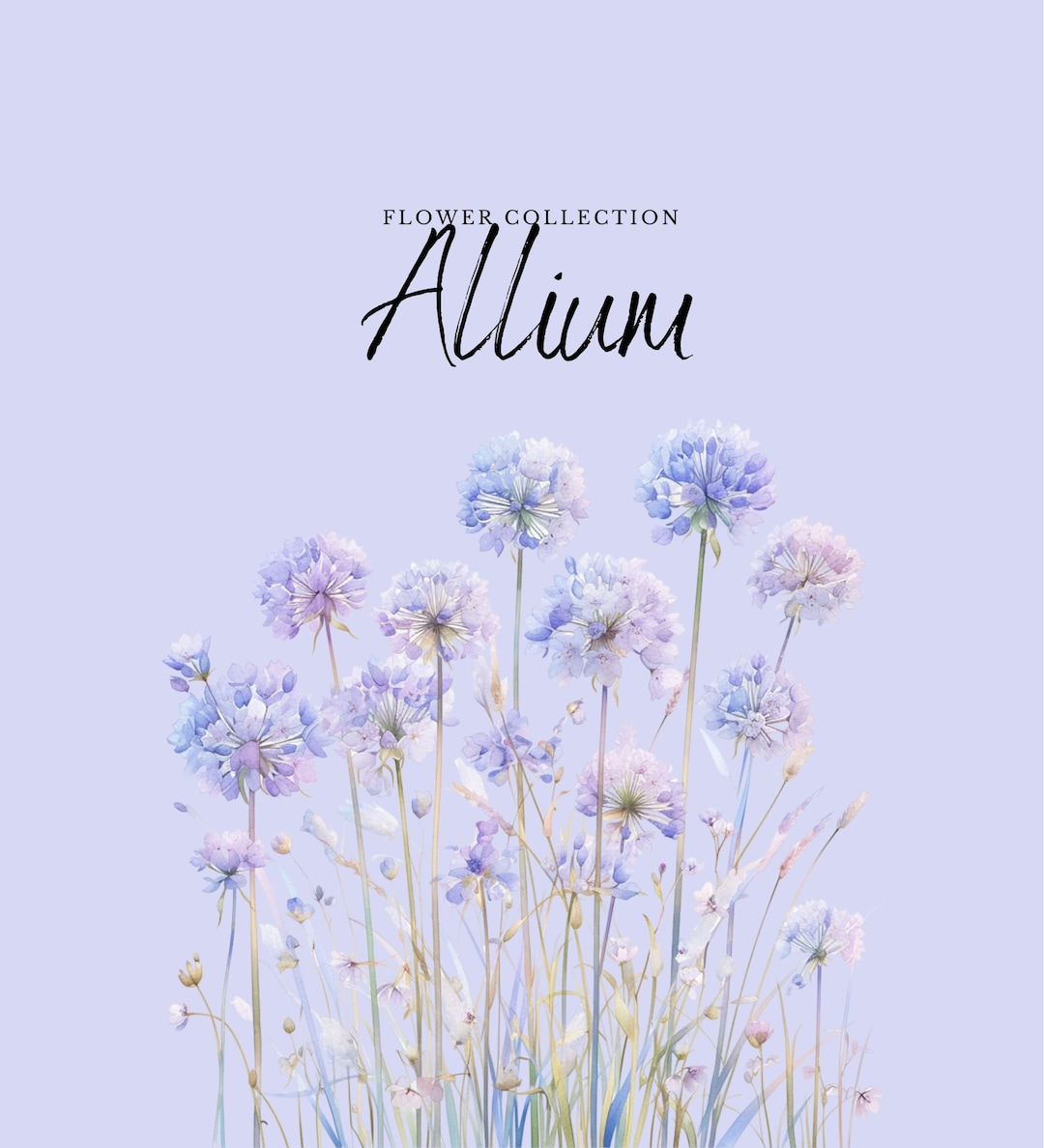 Watercolor Allium Clipart | Flower Collection - 10 Digital PNG Flowers ...