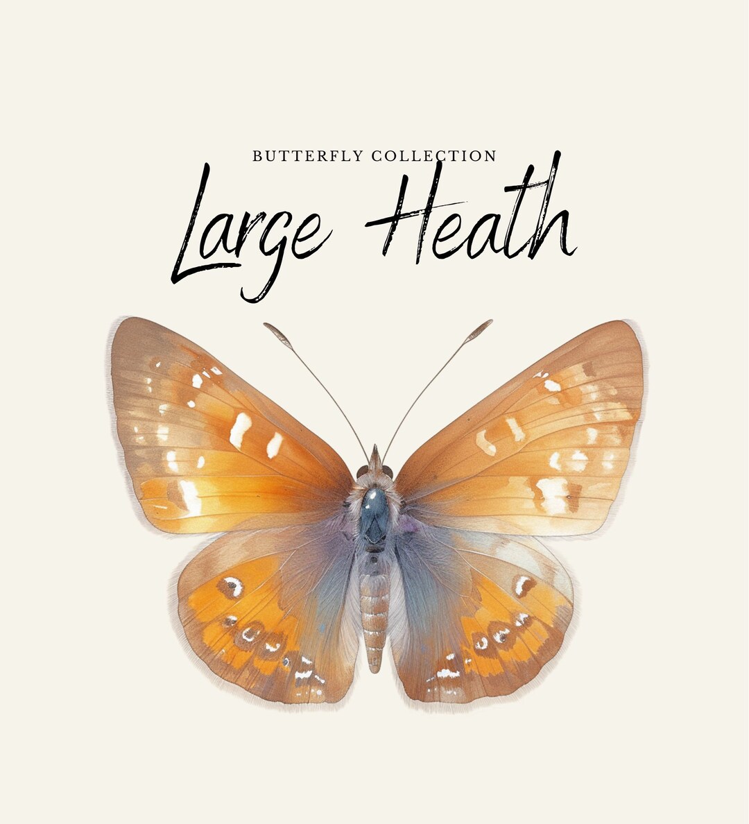 Watercolor Butterfly Clipart | Large Heath Collection (digital PNG) - Etsy